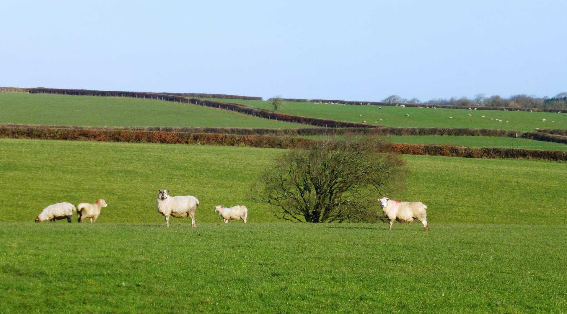 Farm diary - Autumn 2018 | Blog | Headon Farm